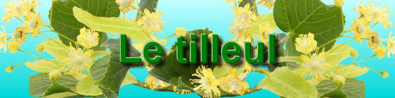Tilleul: variétés: plantation, culture bio, taille et entretien: