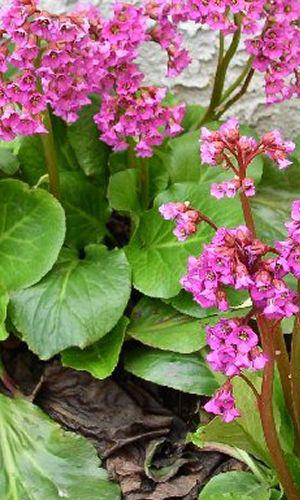 le bergénia et sa culture