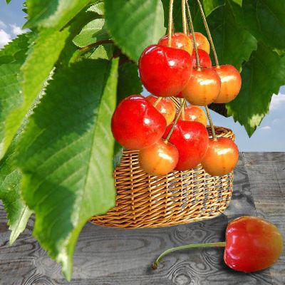 cerisier: culture bio, entretien, variété de cerise