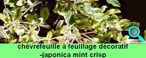 Les chèvrefeuilles, culture bio, taille, variétés