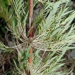 Plantation et culture du chusquea coronalis