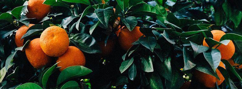 Les clémentiniers : Tangerine : culture en pot