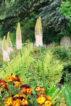 Eremurus : culture bio : variétés