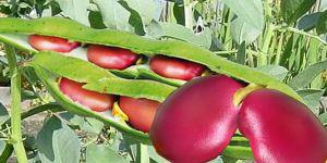 fèves: Culture bio, taille