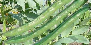 fèves: Culture bio, taille