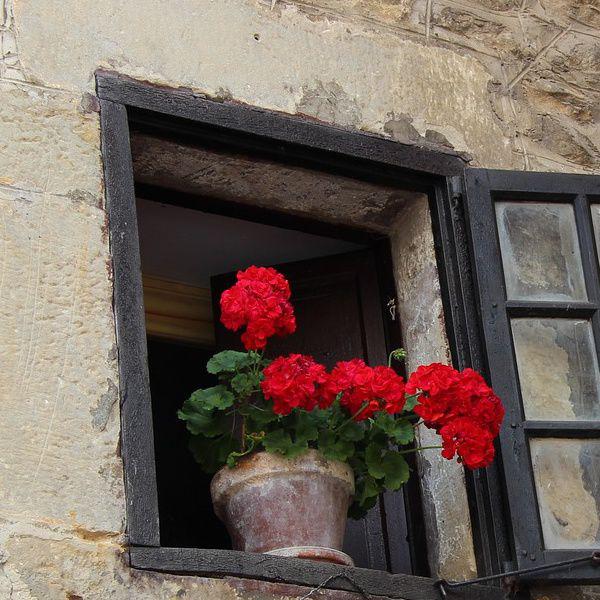 pélargonium zonale: bouture géranium: culture géranium zonale