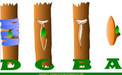 greffes: greffage des arbres fruitiers et d'ornement