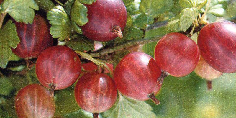 les groseilles à maquereau: groseilliers à maquereau: culture et plantation