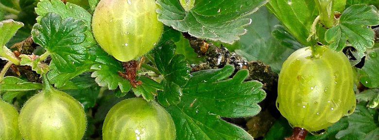 les groseilles à maquereau: groseilliers à maquereau: culture et plantation