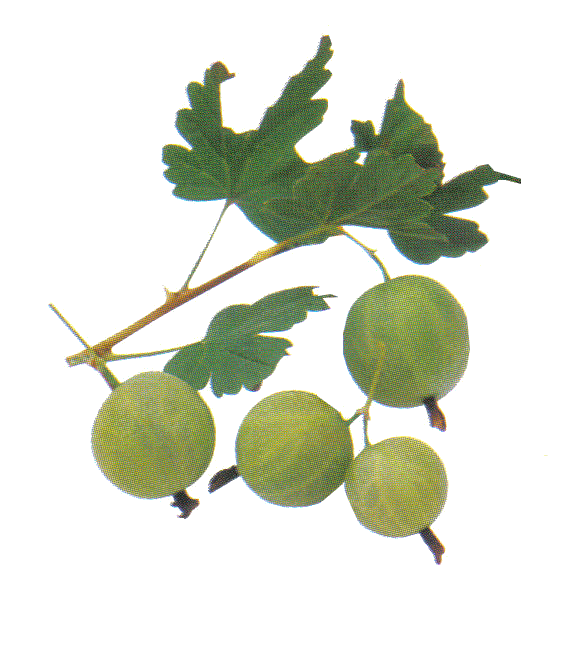 les groseilles à maquereau: groseilliers à maquereau: culture et plantation