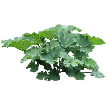 gunnera: gunnère: culture du gunéra : protection l'hiver