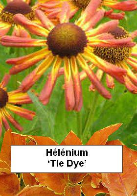 les hélénies : helenium : culture : entretien : variétés