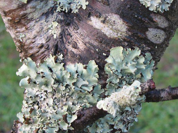 Faut-il enlever les lichens des troncs et des branches d'arbres