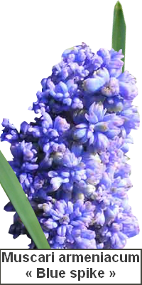 muscari : plantation, culture bio et variétés