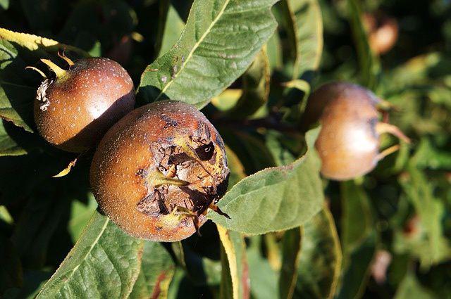 le néflier : culture du néflier