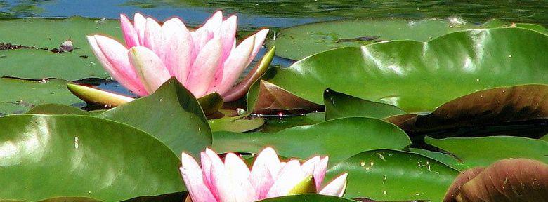 le nénuphar -culture