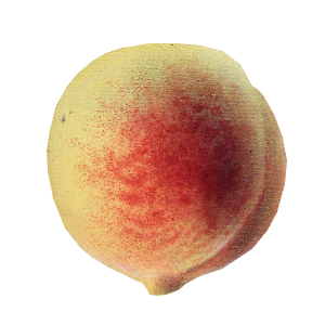 le pêcher: culture, plantation, taille, variétés