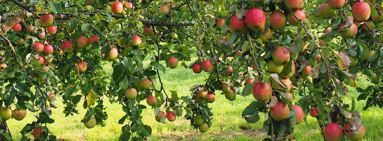 plan d'un verger paysager