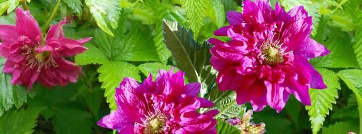 Ronces à fleurs ornementales : Rubus