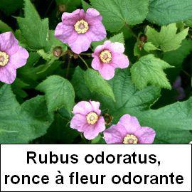 Ronces à fleurs ornementales : Rubus